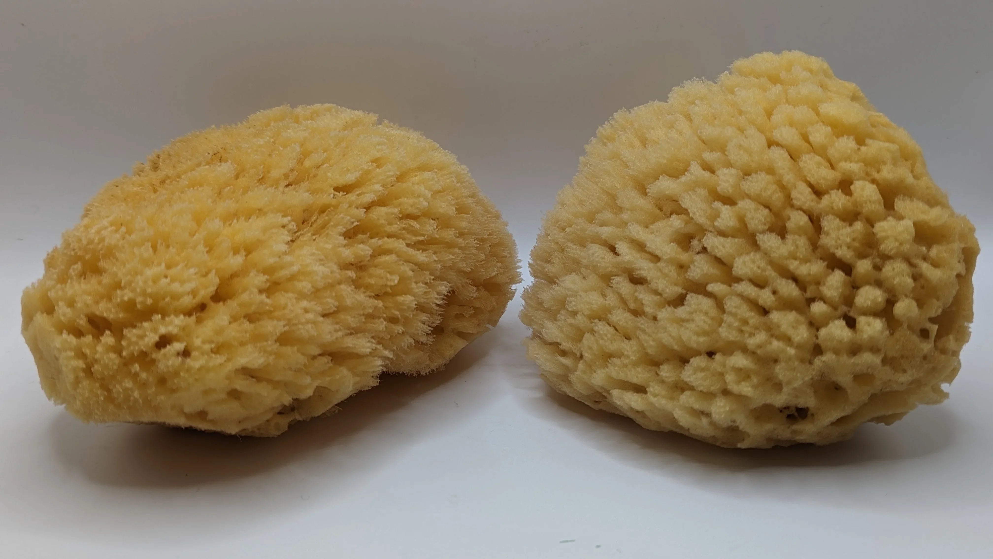 Yellow Sea Body Sponge – Wonder Mountain Soap Co.